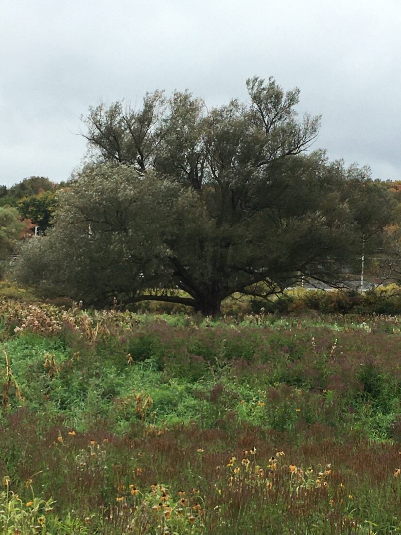 Carlton Drake Memorial Park - Dreher Township, PA